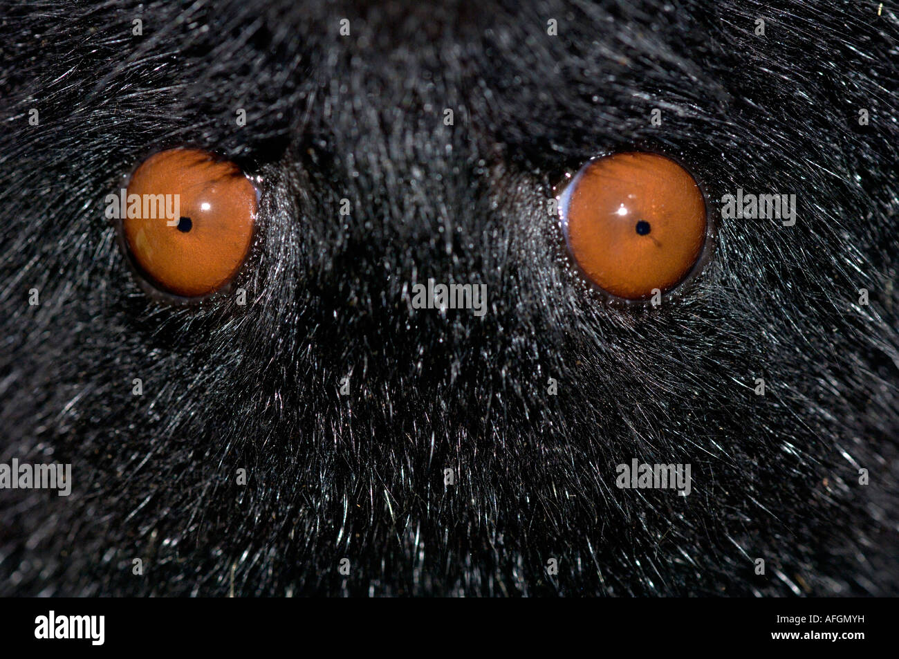 Livingstones Fruit Bat Pteropus livingstonii native to the Comoro ...