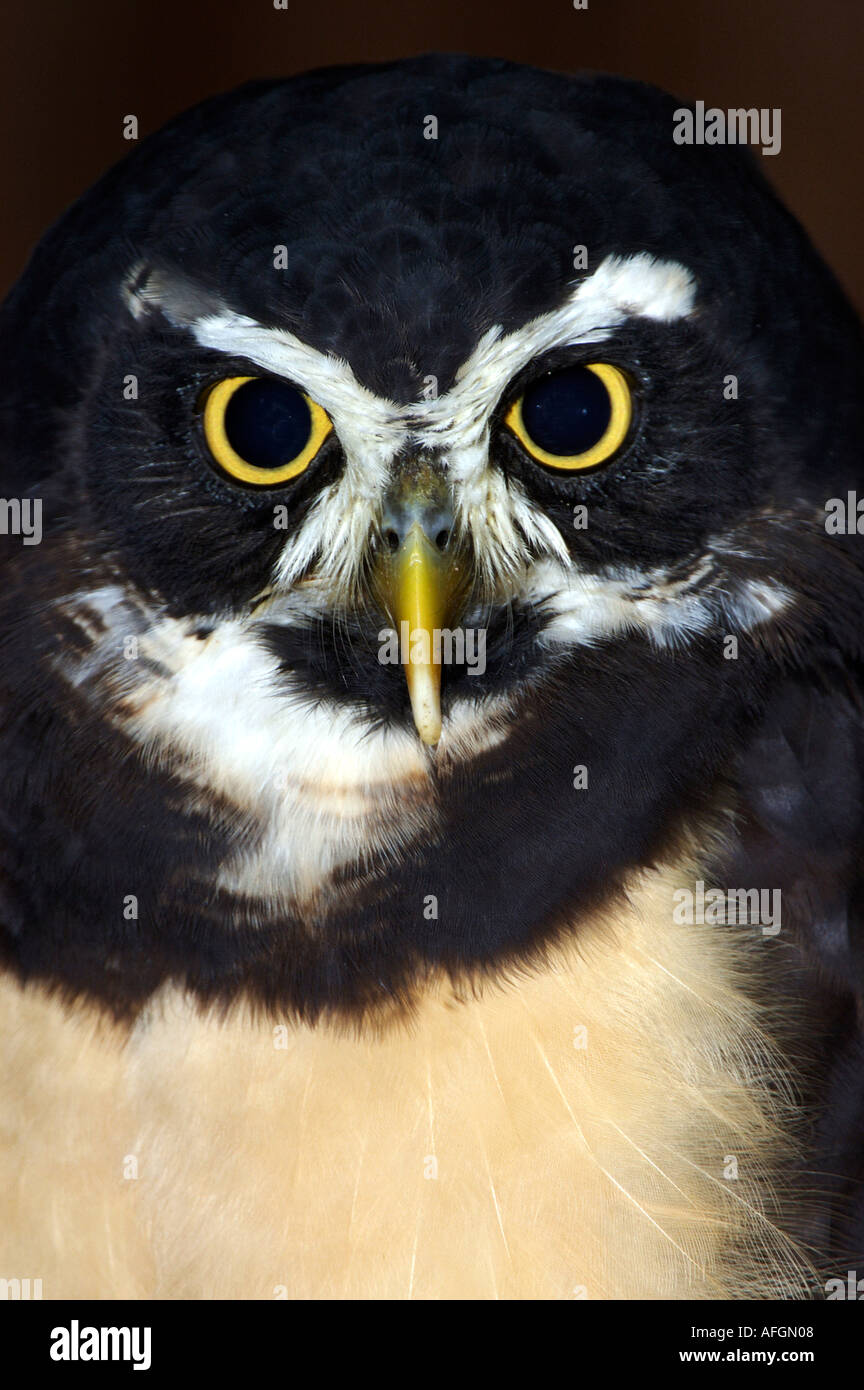 Spectacled owls hi-res stock photography and images - Alamy