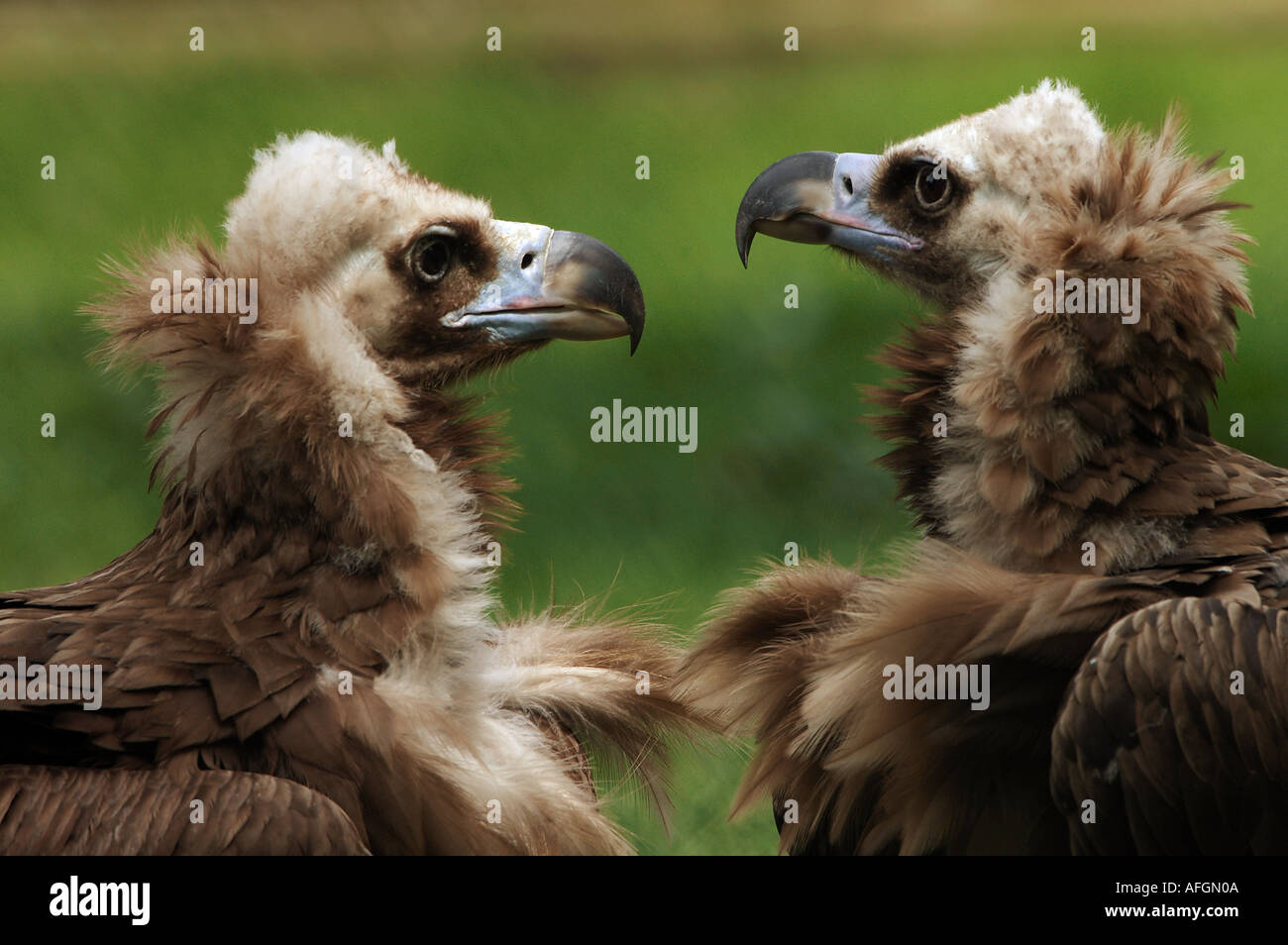 2 vultures hi-res stock photography and images - Alamy