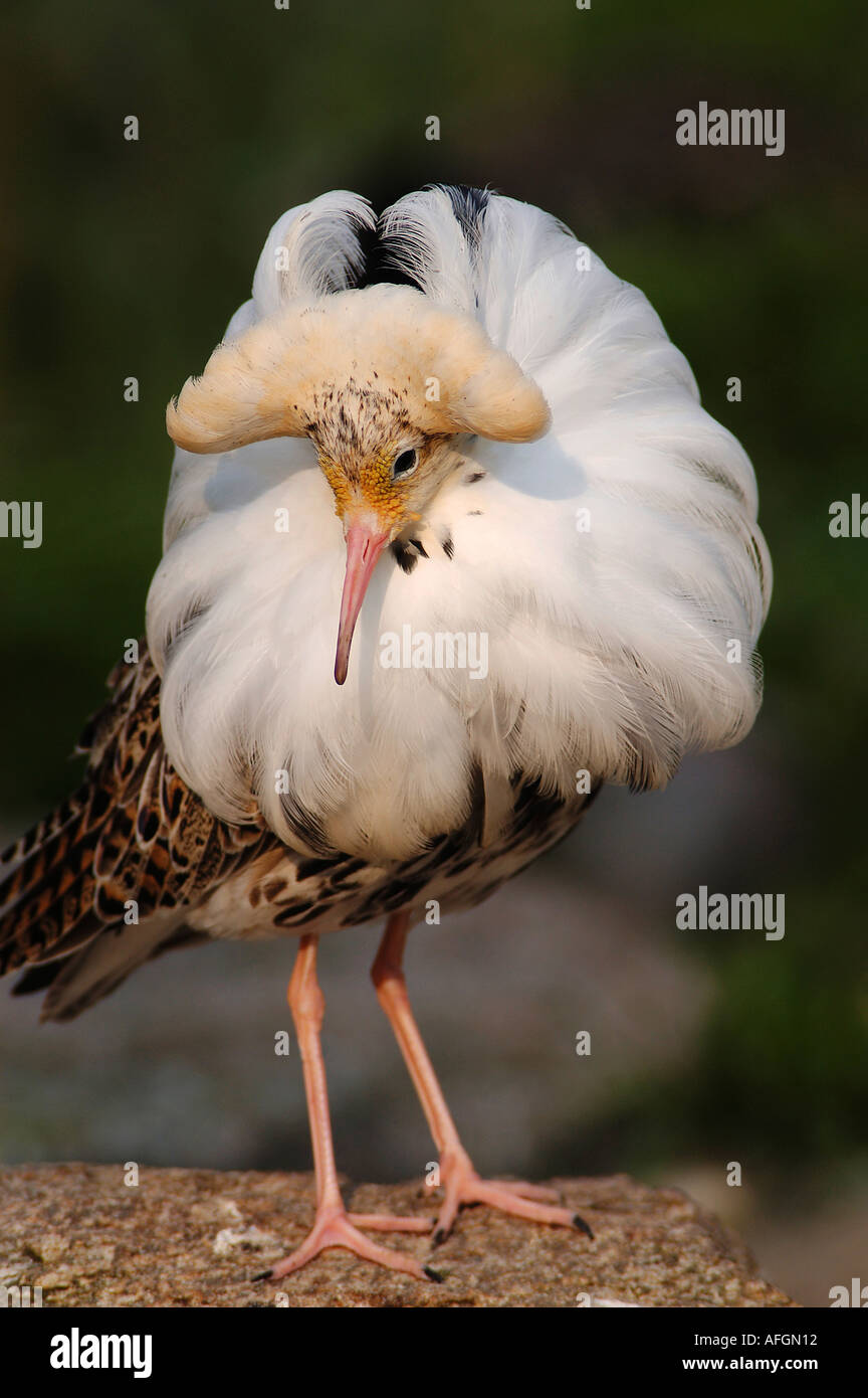 Male Ruffs High Resolution Stock Photography and Images - Alamy