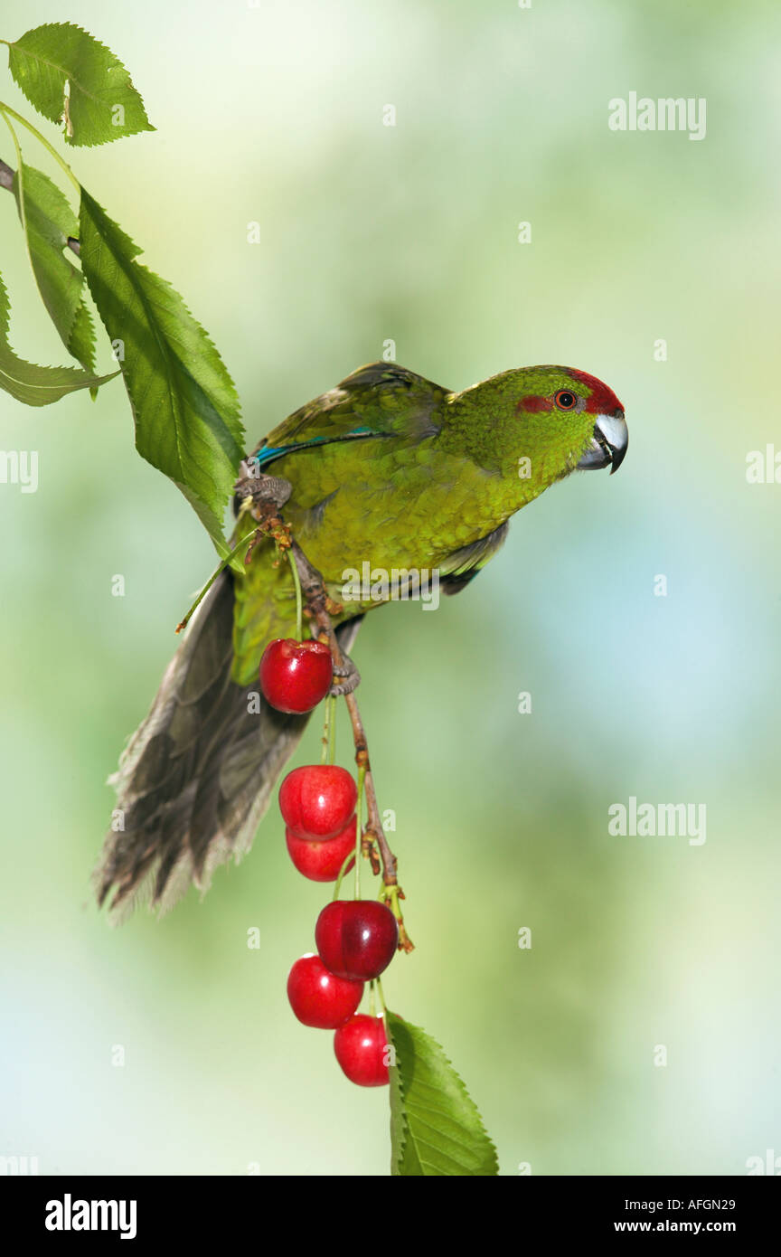 red-fronted parakeet on cherry twig / Cyanoramphus novaezelandiae Stock ...