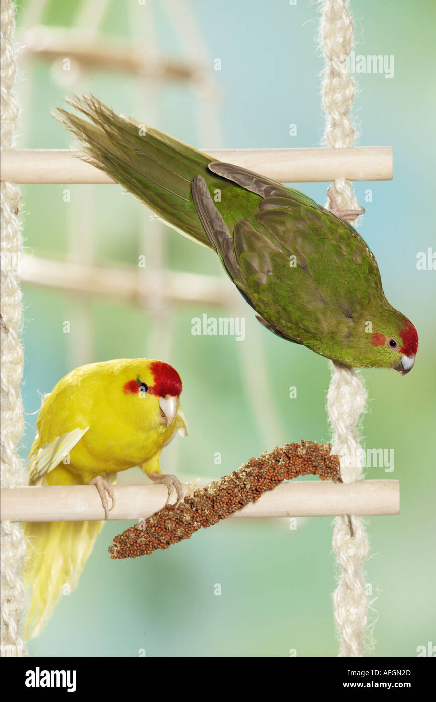 two Red-fronted parakeets on corded ladder / Cyanoramphus ...