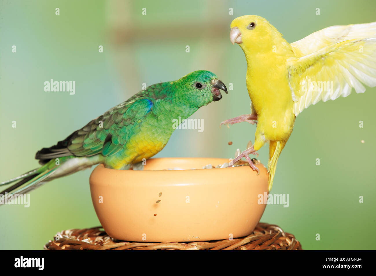 Barred parakeet hi-res stock photography and images - Alamy