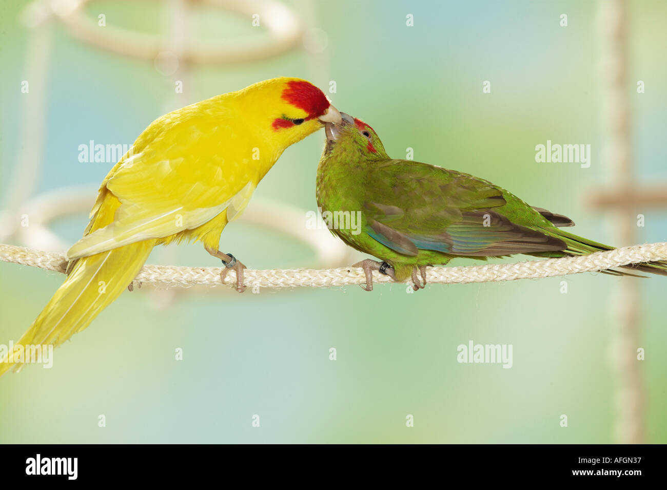 Red fronted parakeets hi-res stock photography and images - Alamy