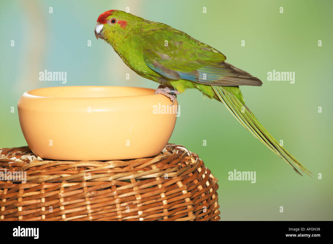 Red-fronted parakeet at feeding bowl / Cyanoramphus novaezelandiae ...