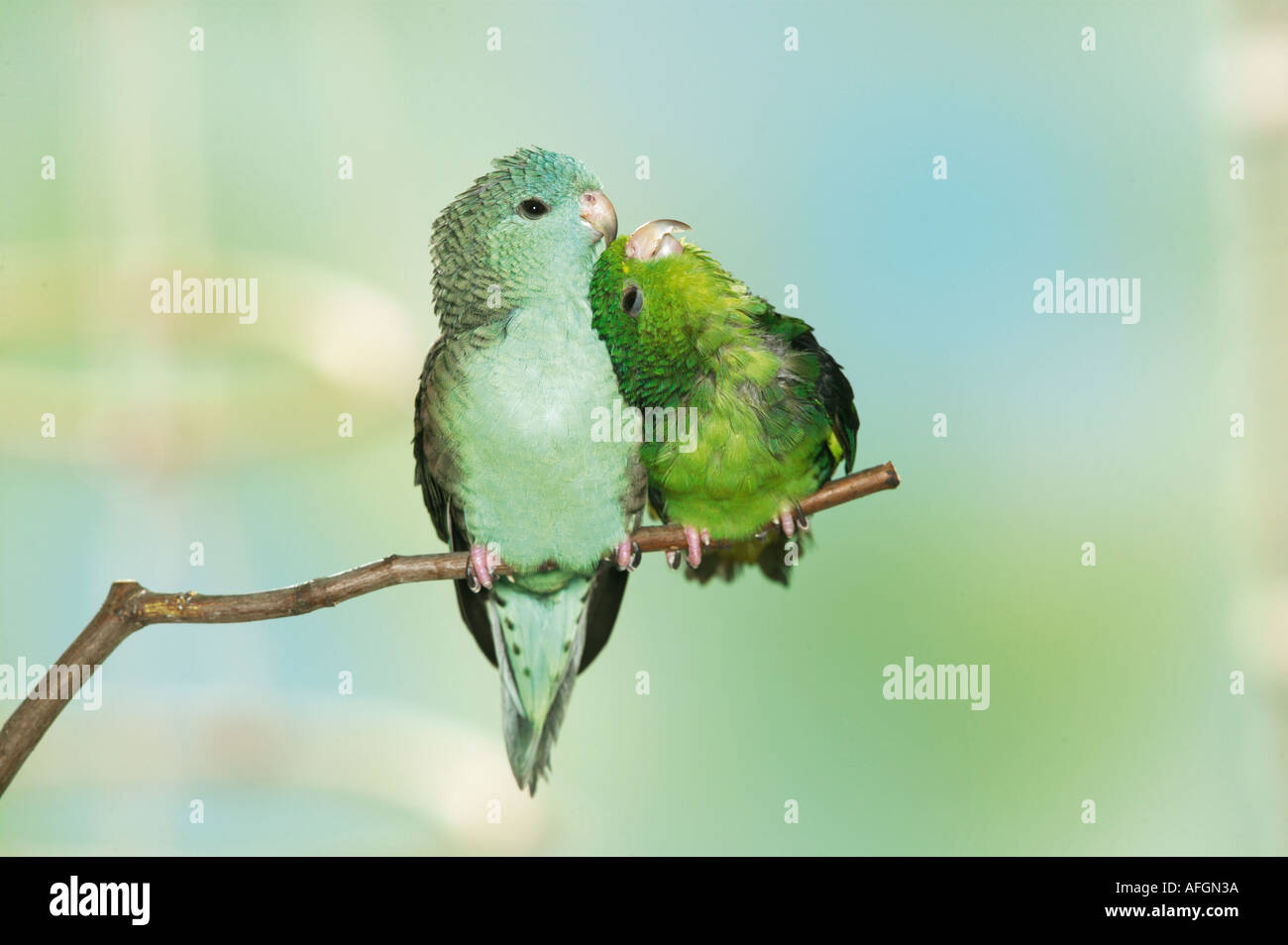two Barred Parakeets - one fondling the other / Bolborhynchus lineola ...