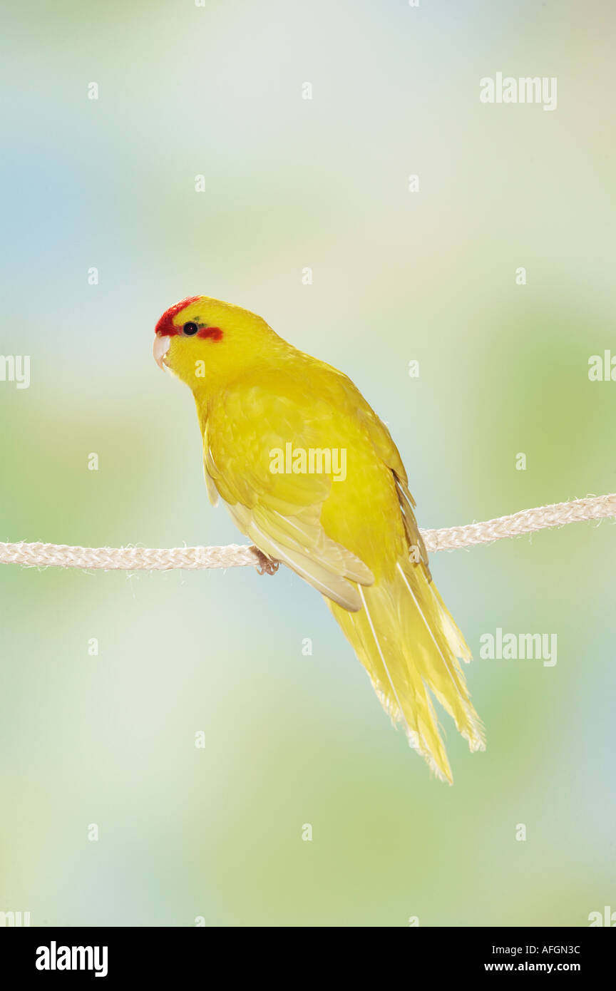 Red crowned parakeets hi-res stock photography and images - Alamy