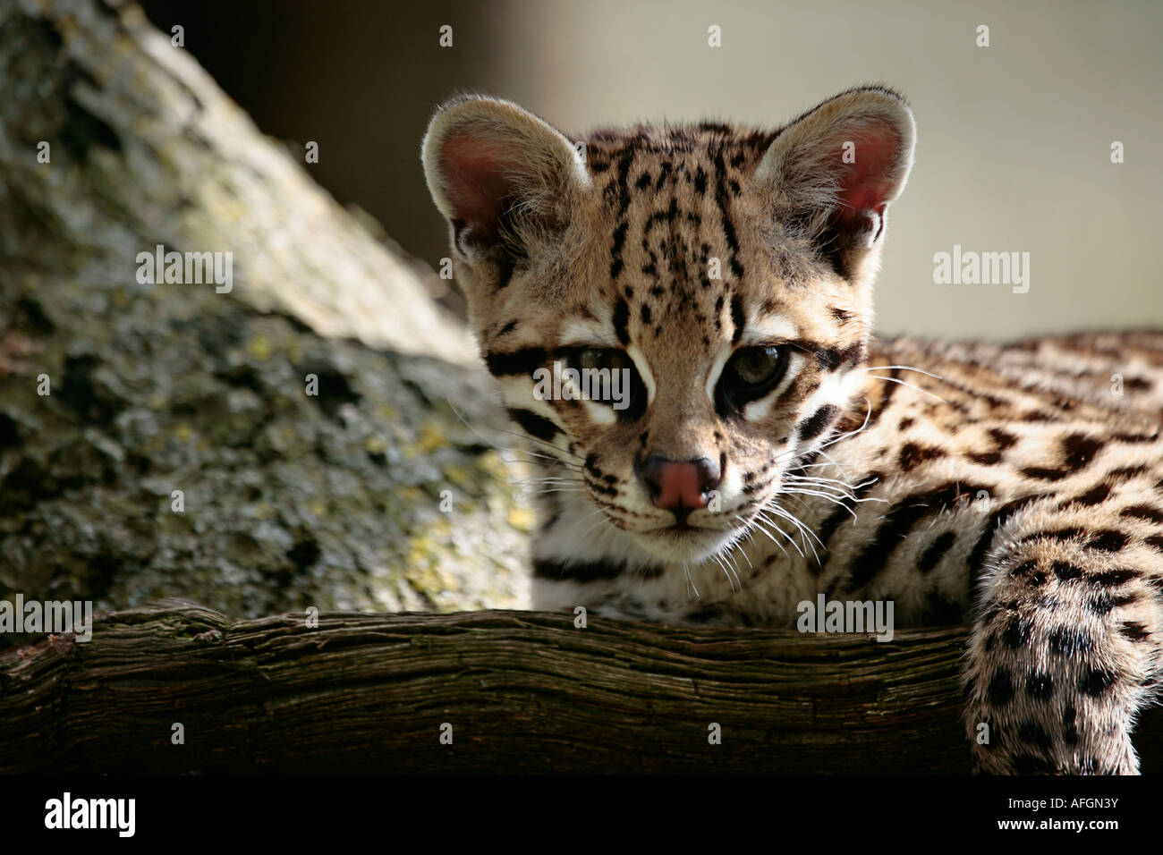 Ocelot Kittens