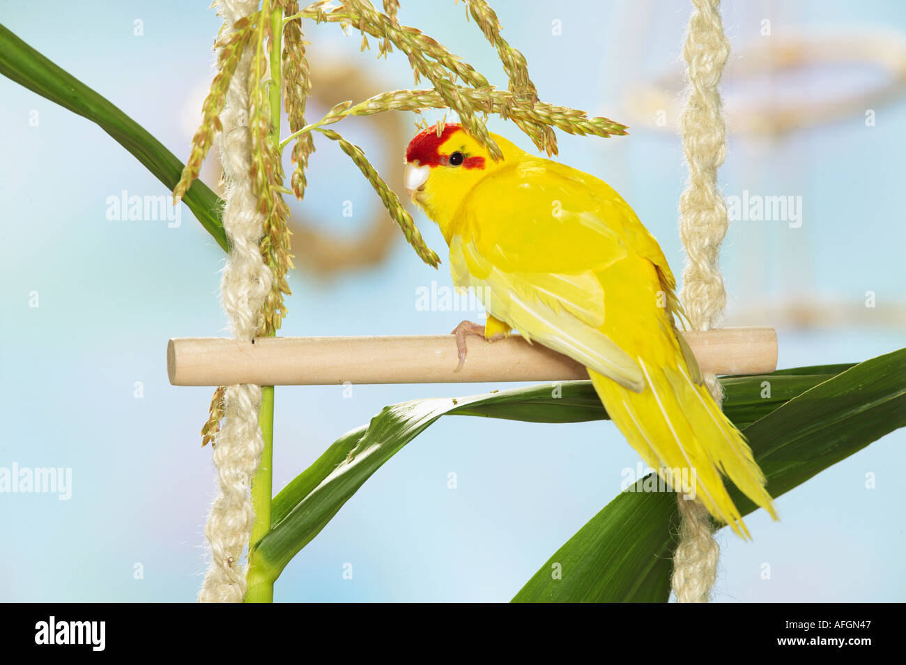 Red-fronted parakeet on a corded ladder / Cyanoramphus novaezelandiae ...