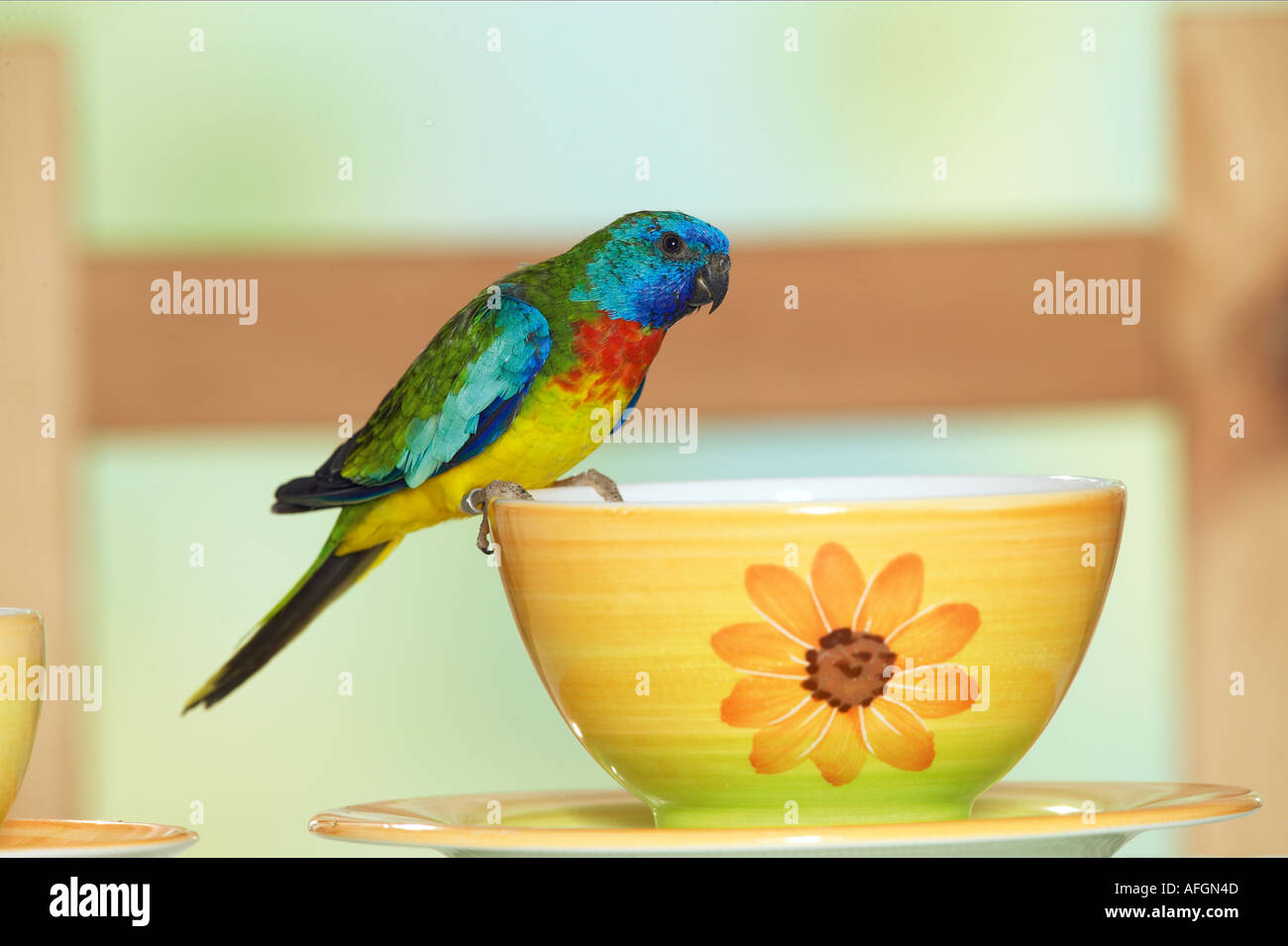 Scarlet-chested Parrot at bowl / Neophema splendida Stock Photo - Alamy