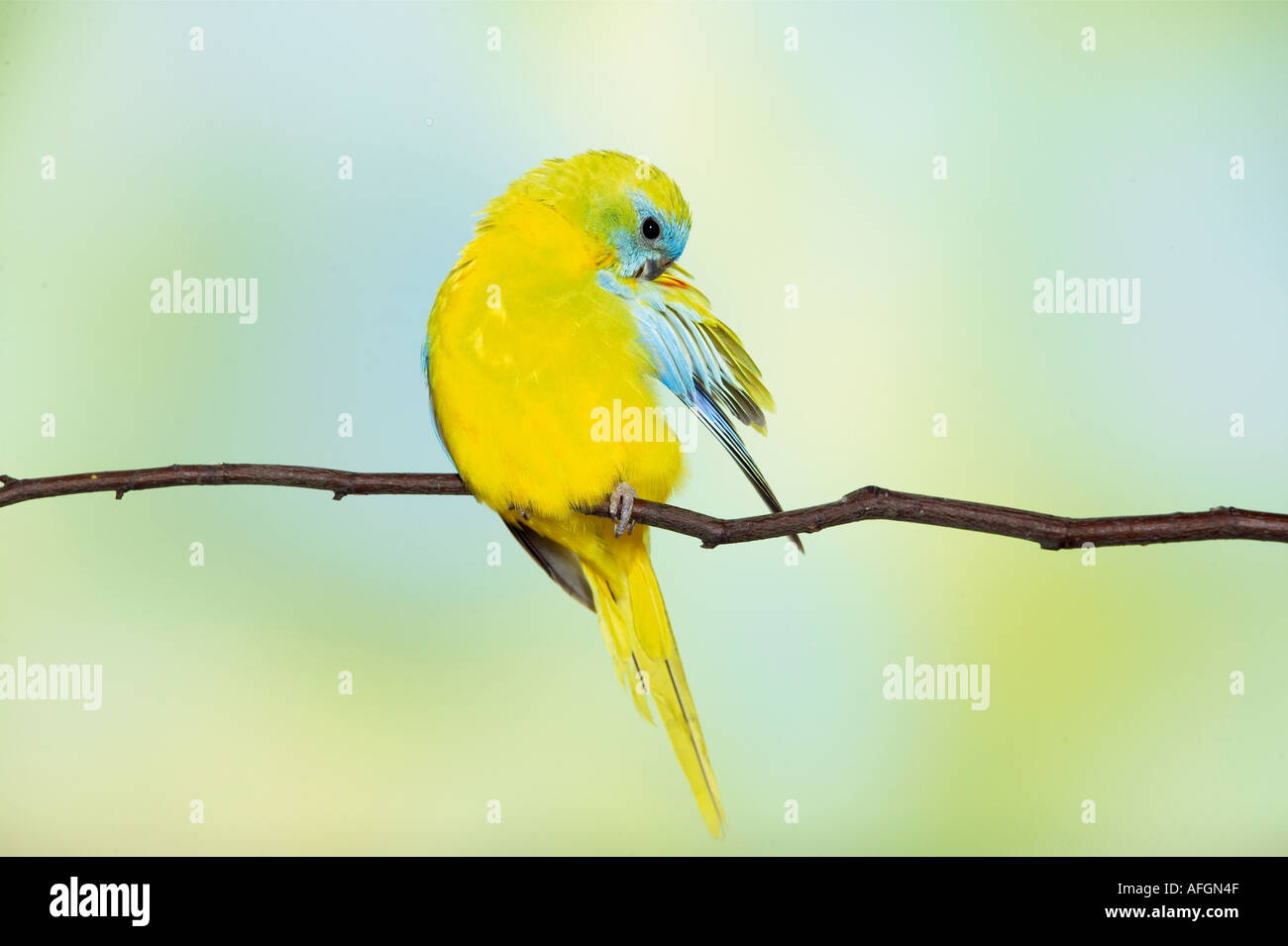 Parrot cleans itself hi-res stock photography and images - Alamy