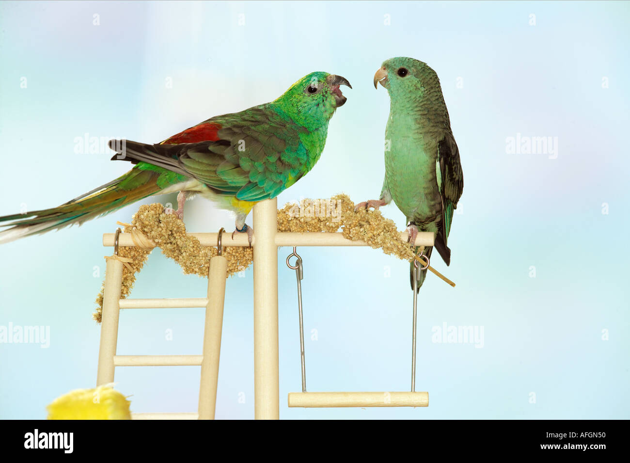 Barred Parakeet and Red-rumped Parrot at birds playground with millet ...