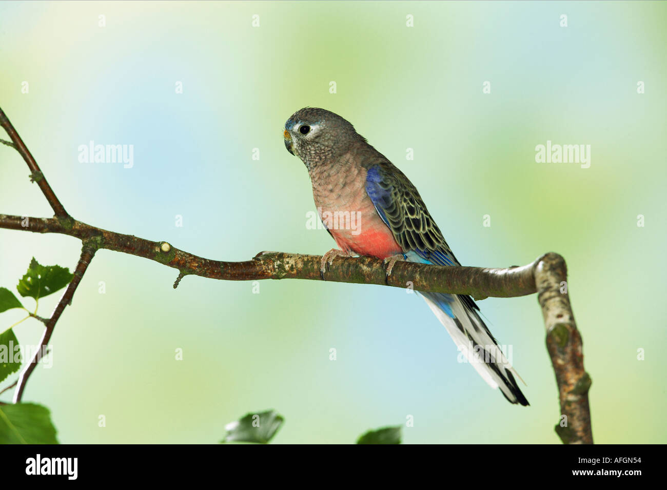 Bourkes parrot hi-res stock photography and images - Alamy