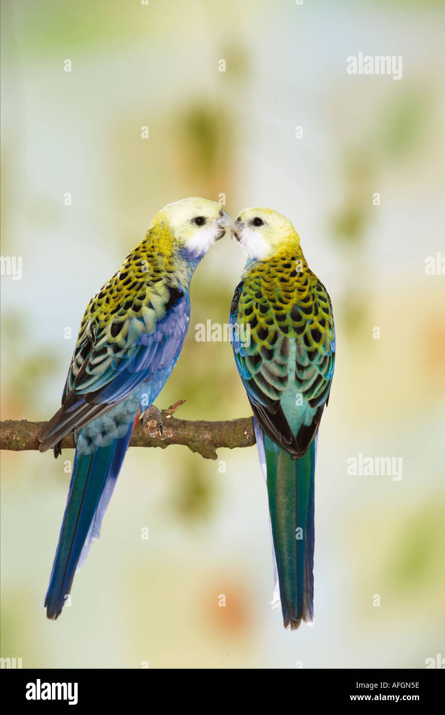 Pale-headed Rosella (Platycercus adscitus). Pair perched on a branch ...
