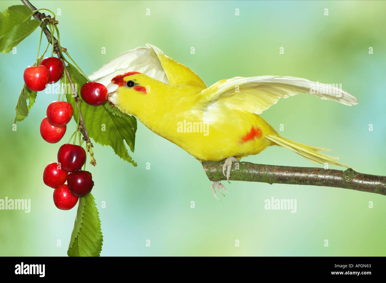 Red-fronted parakeet on branch - eating cherries Stock Photo - Alamy