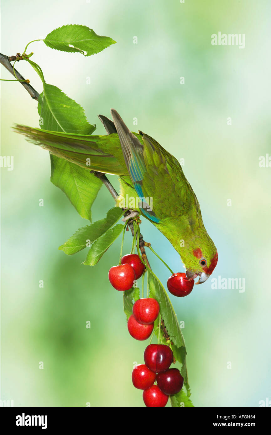 Red-fronted parakeet on branch - eating cherries Stock Photo - Alamy