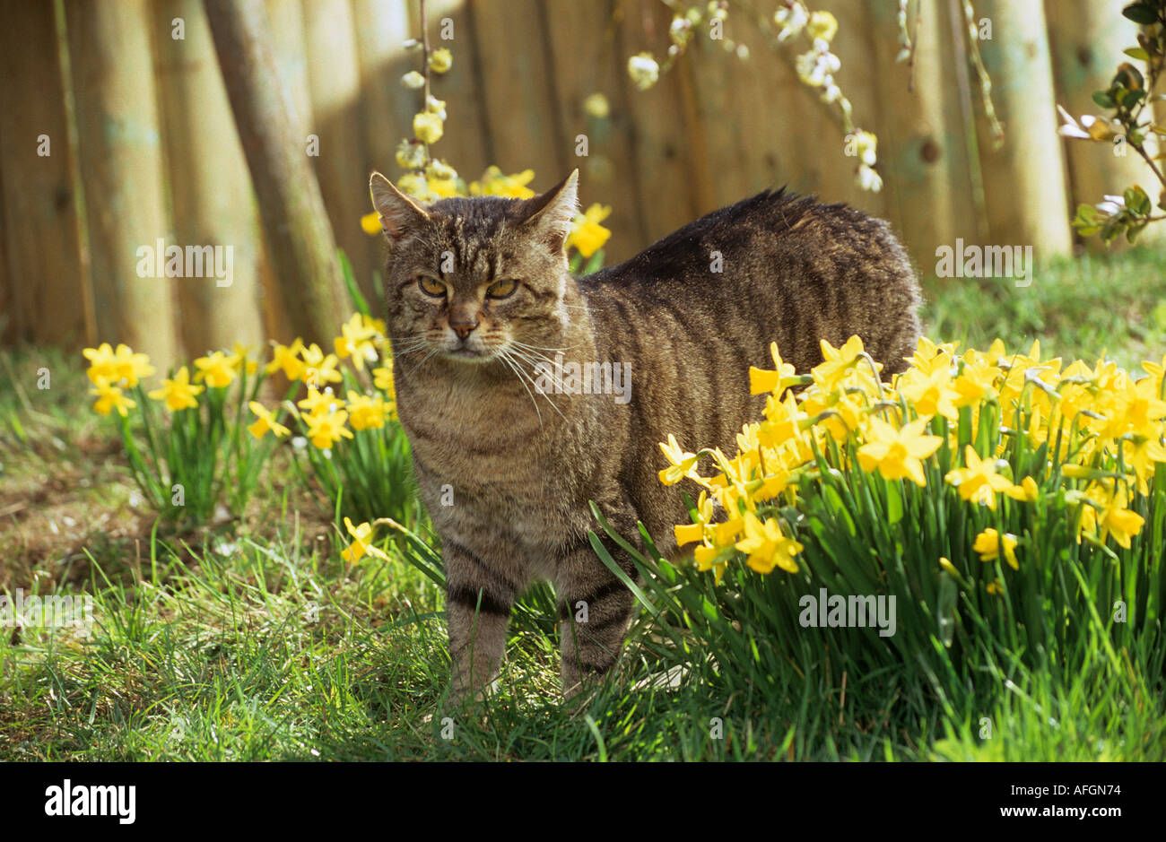 The tabby hi-res stock photography and images - Alamy