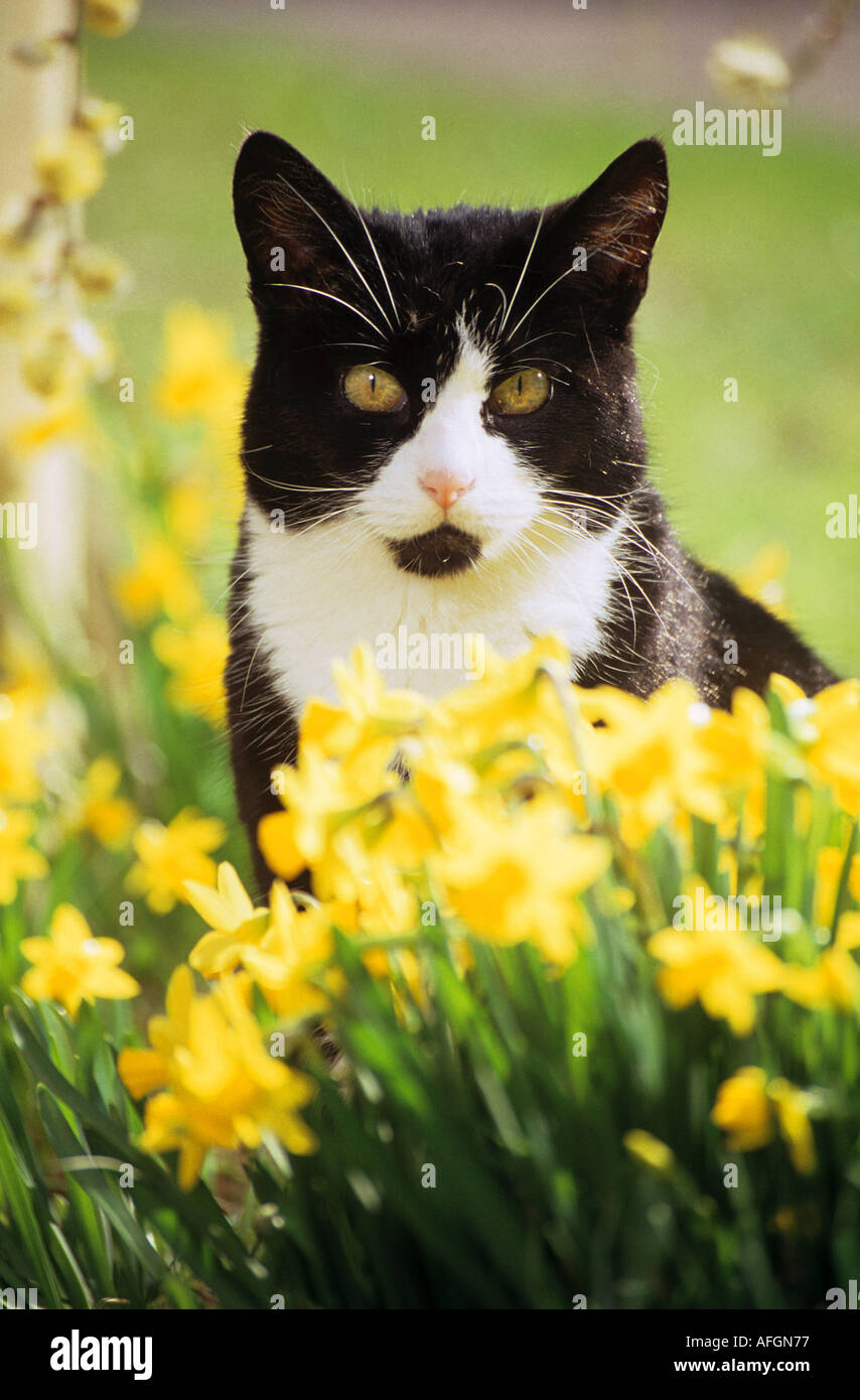 Cat and daffodil hi-res stock photography and images - Alamy