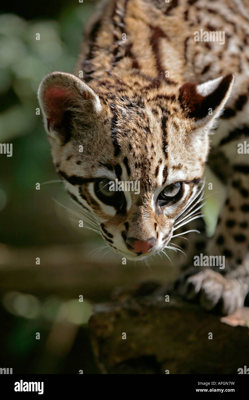 Young Ocelot (Leopardus pardalis) hunting Stock Photo - Alamy