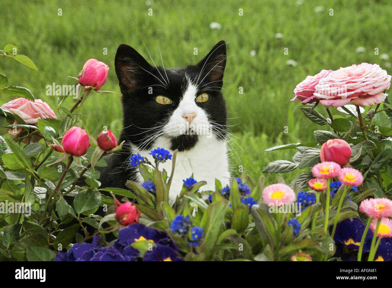 Domestic Cat between flowers Stock Photo - Alamy
