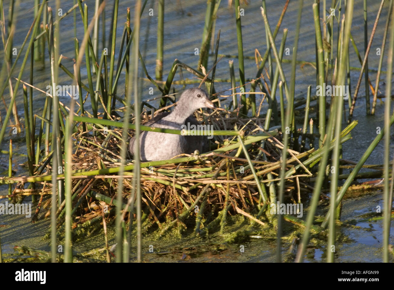 A young American Coot in its floating nest in scenic Saskatchewan ...