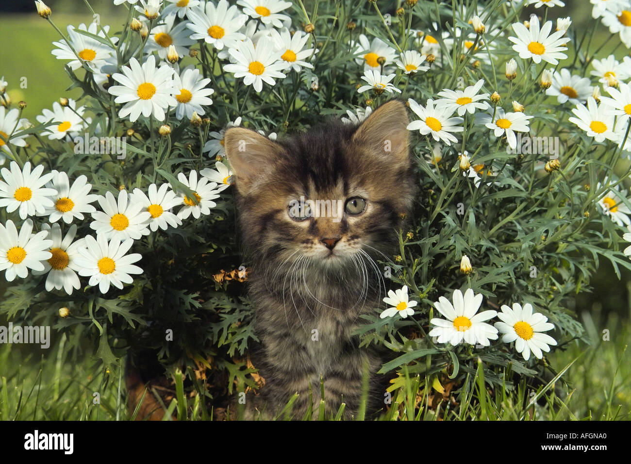 Kitten between grass hi-res stock photography and images - Alamy