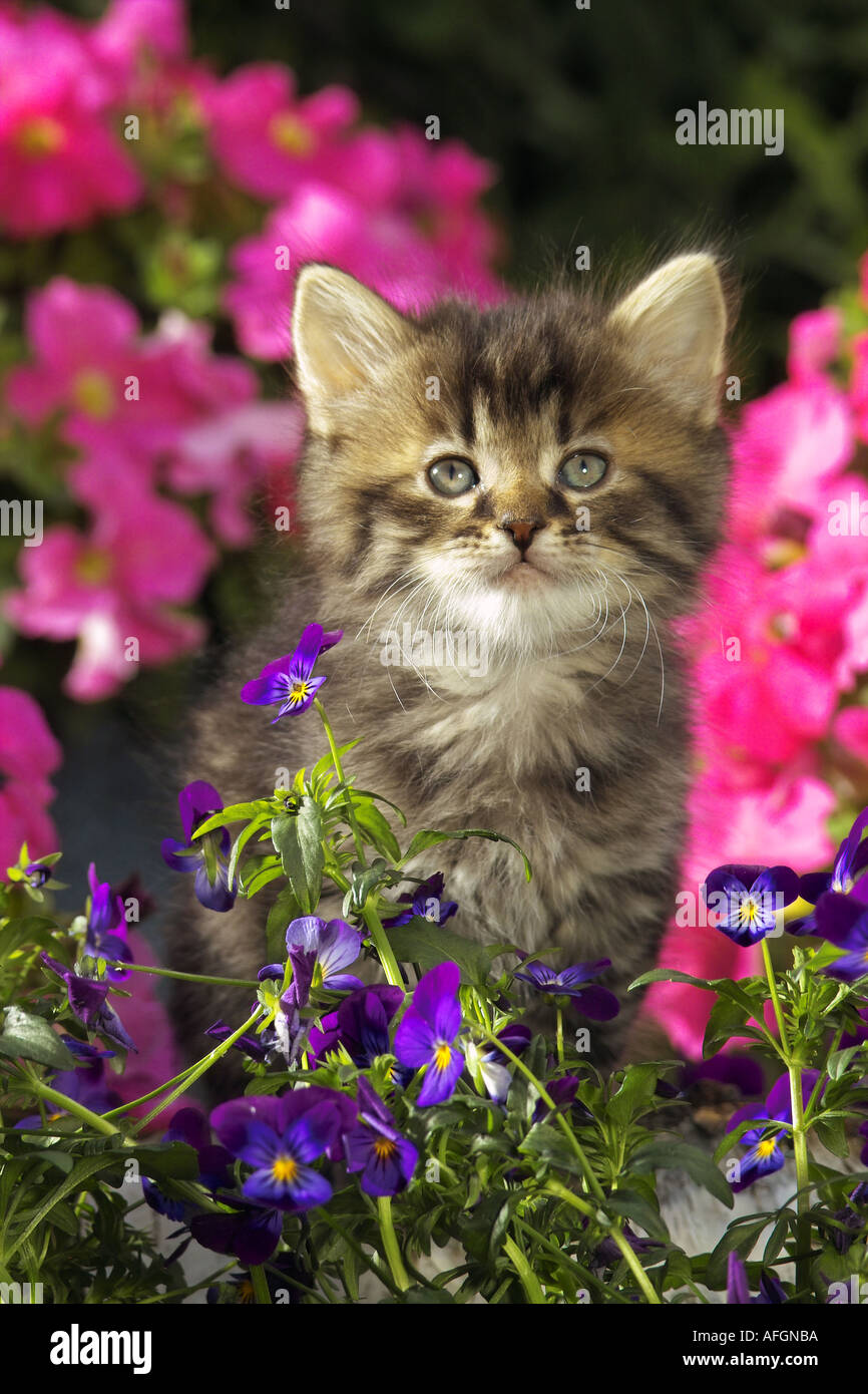 cat - tabby kitten sitting between flowers Stock Photo - Alamy