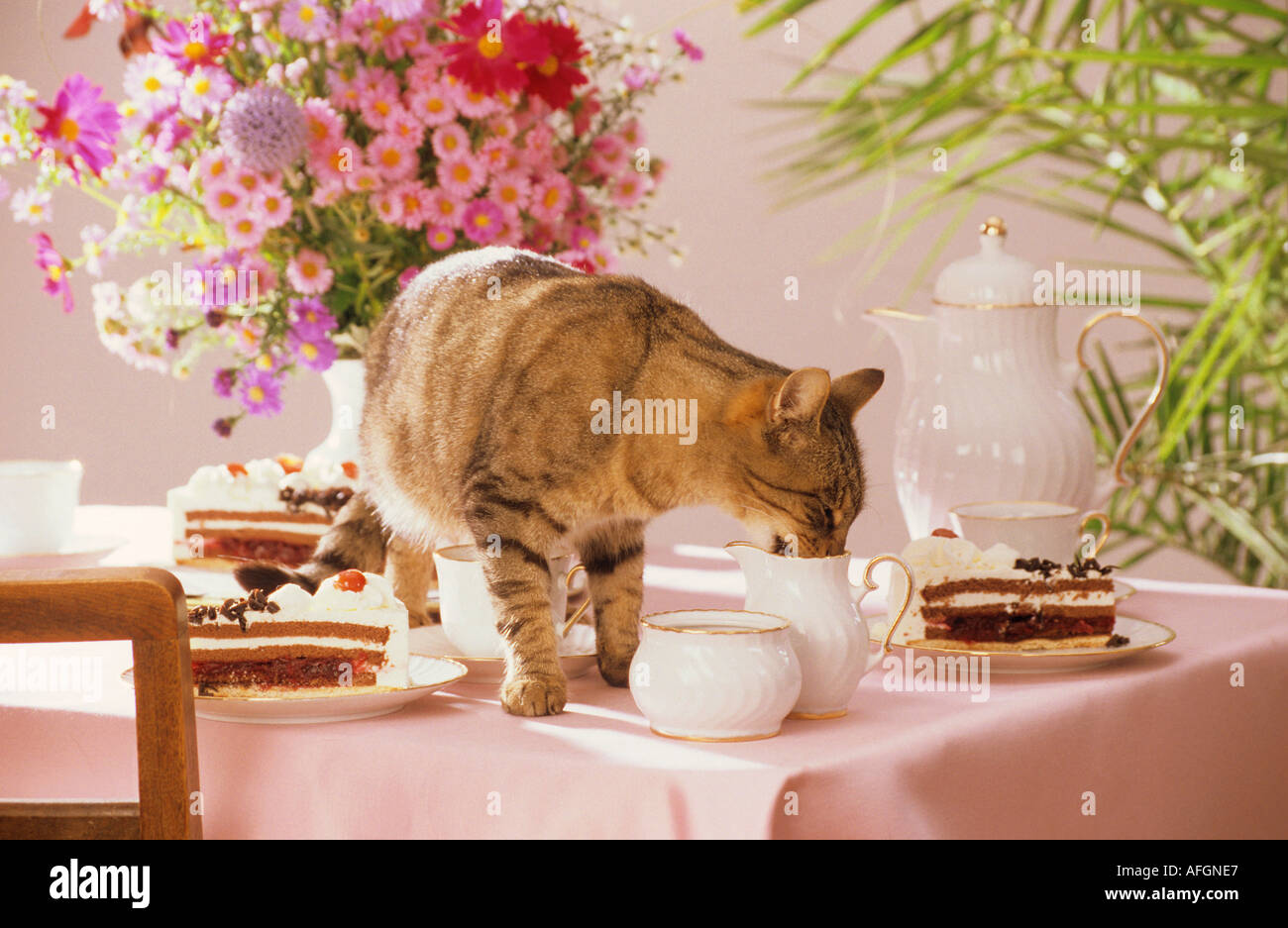 Nibbling cat hi-res stock photography and images - Alamy