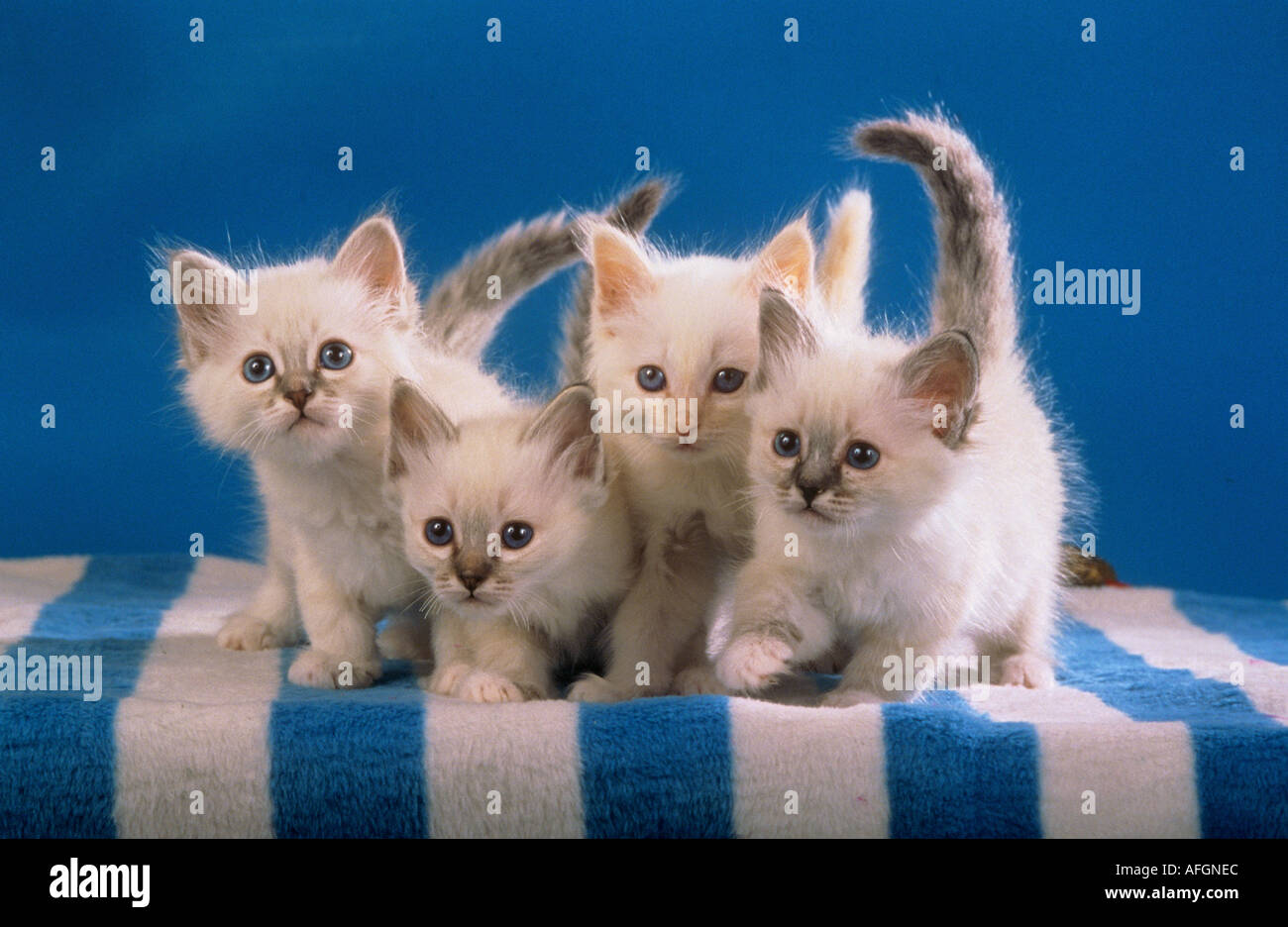 Ragdoll cat. Four kittens on a striped blanket Stock Photo - Alamy