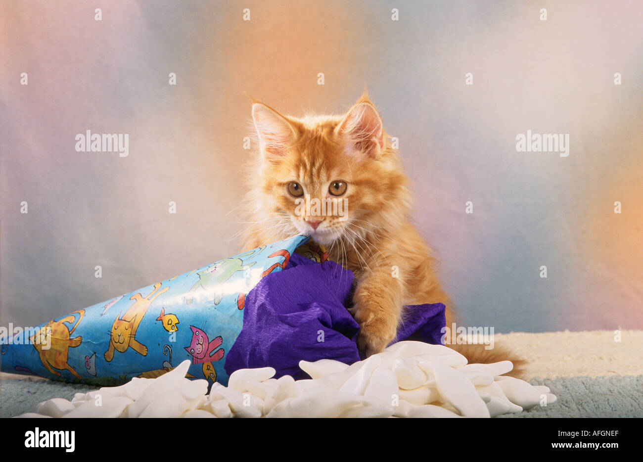 Maine Coon cat kitten with paper funnel Stock Photo - Alamy