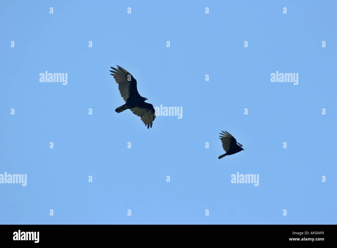 Two Turkey Vultures soaring over scenic Central Saskatchewan Canada ...