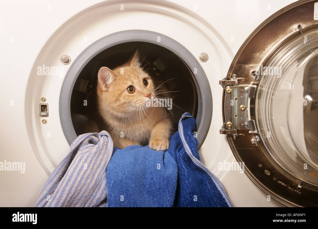 Domestic cat. Adult in a washing machine Stock Photo - Alamy