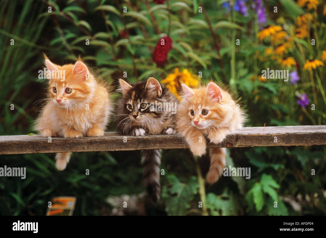 Norwegian Forest Cat. Three kittens on a plank Stock Photo - Alamy
