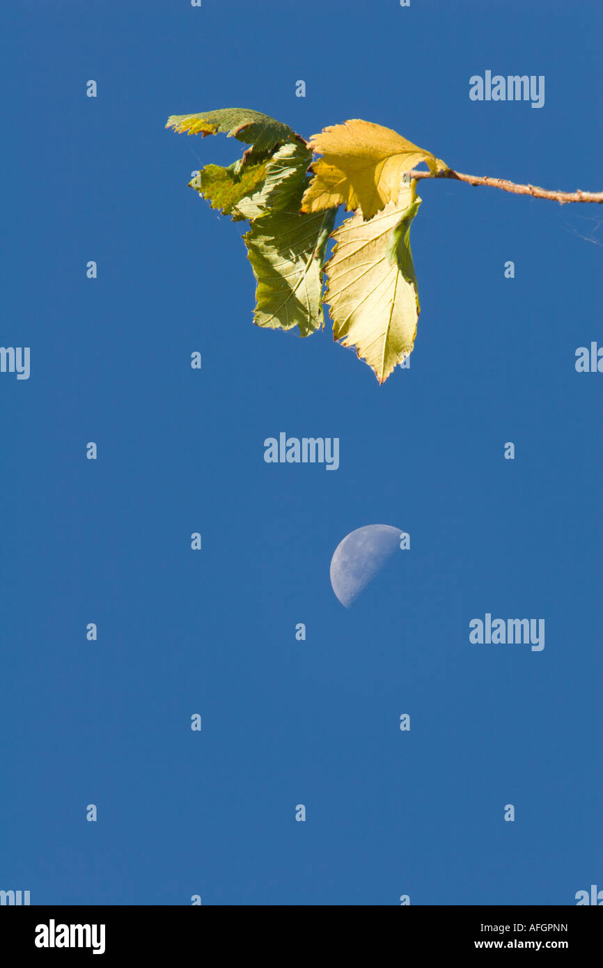Leaves over the moon Stock Photo - Alamy