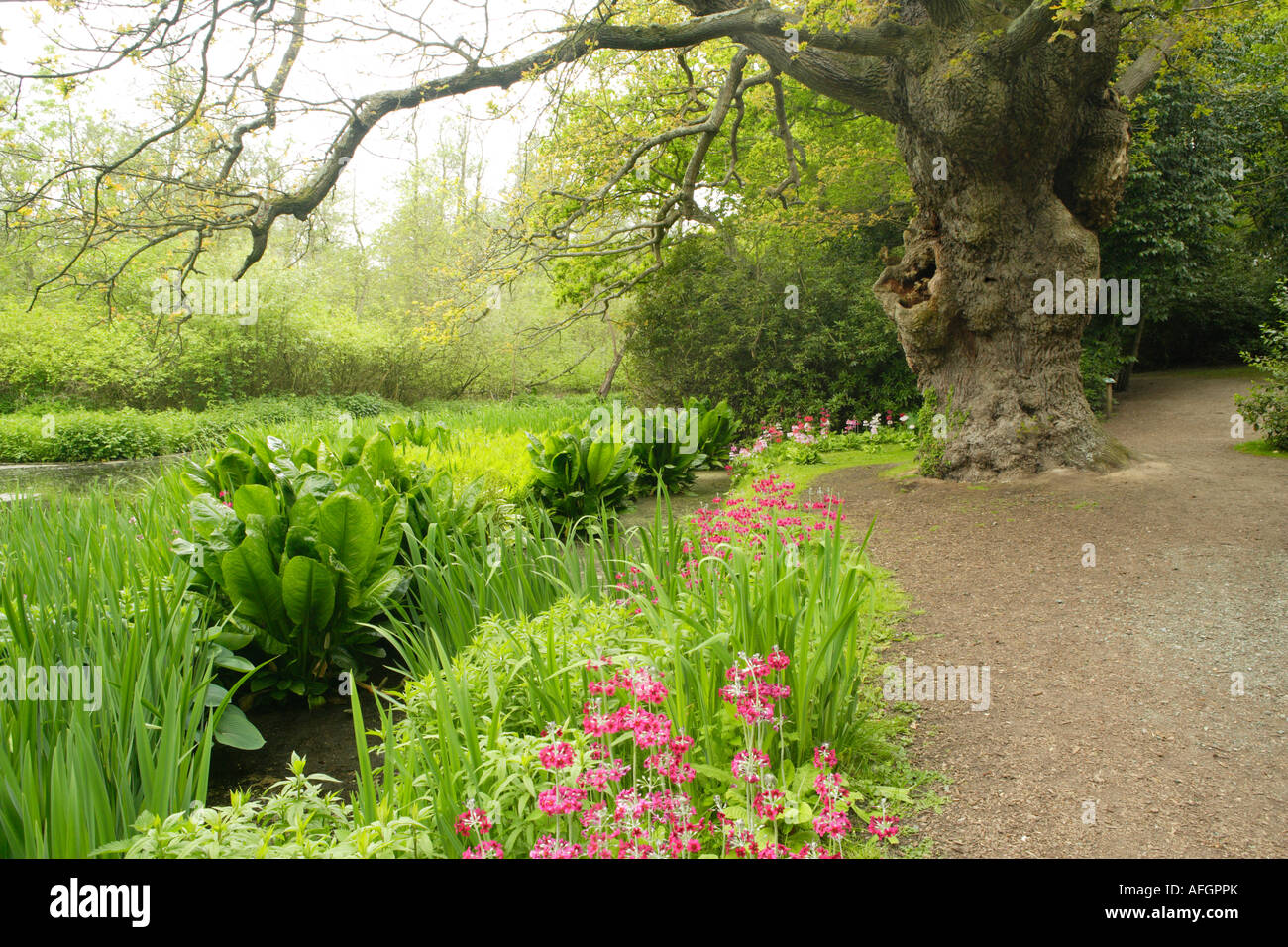 Path Past Ancient Oak And Waterway- Fairhaven Woodland and Water Garden ...