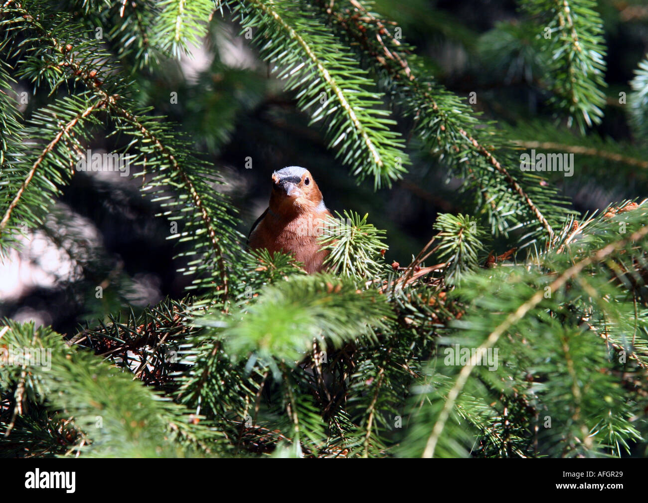 Christmas grn tree hi-res stock photography and images - Alamy
