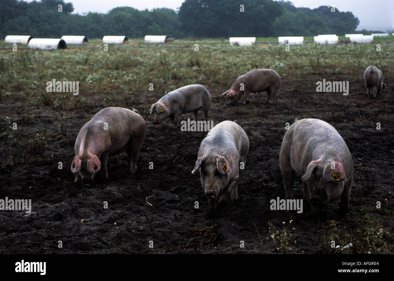 Pigs on a farm hi-res stock photography and images - Alamy