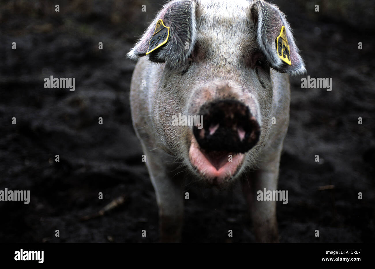 Animal rooting hi-res stock photography and images - Alamy