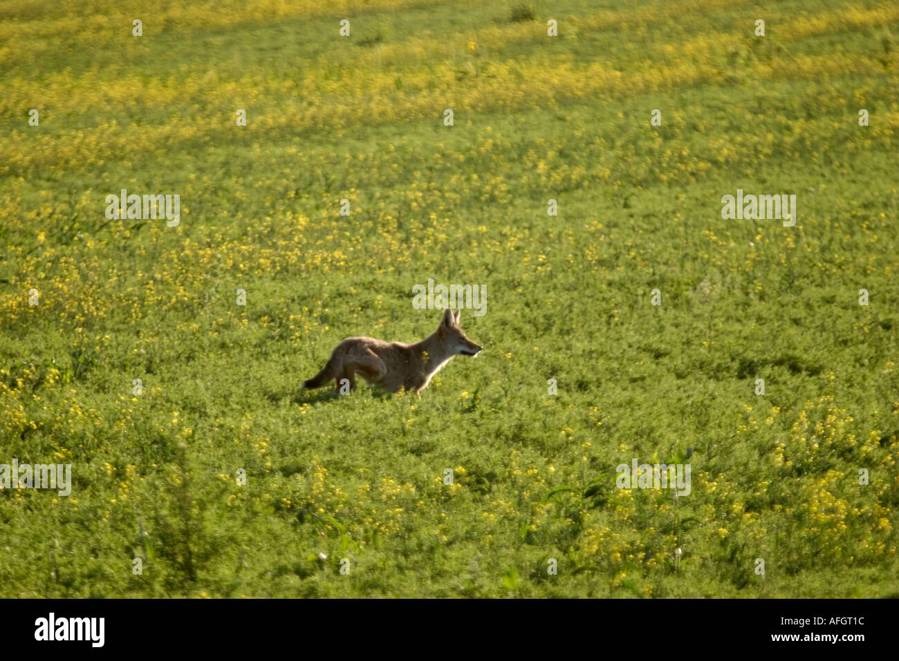 Coyote running in a field hi-res stock photography and images - Alamy