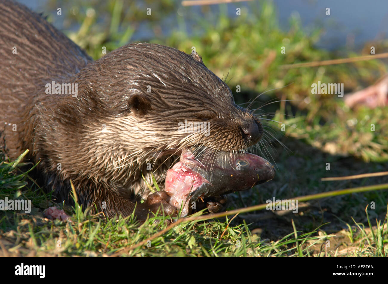 Eurasian otter eating fish hi-res stock photography and images - Alamy
