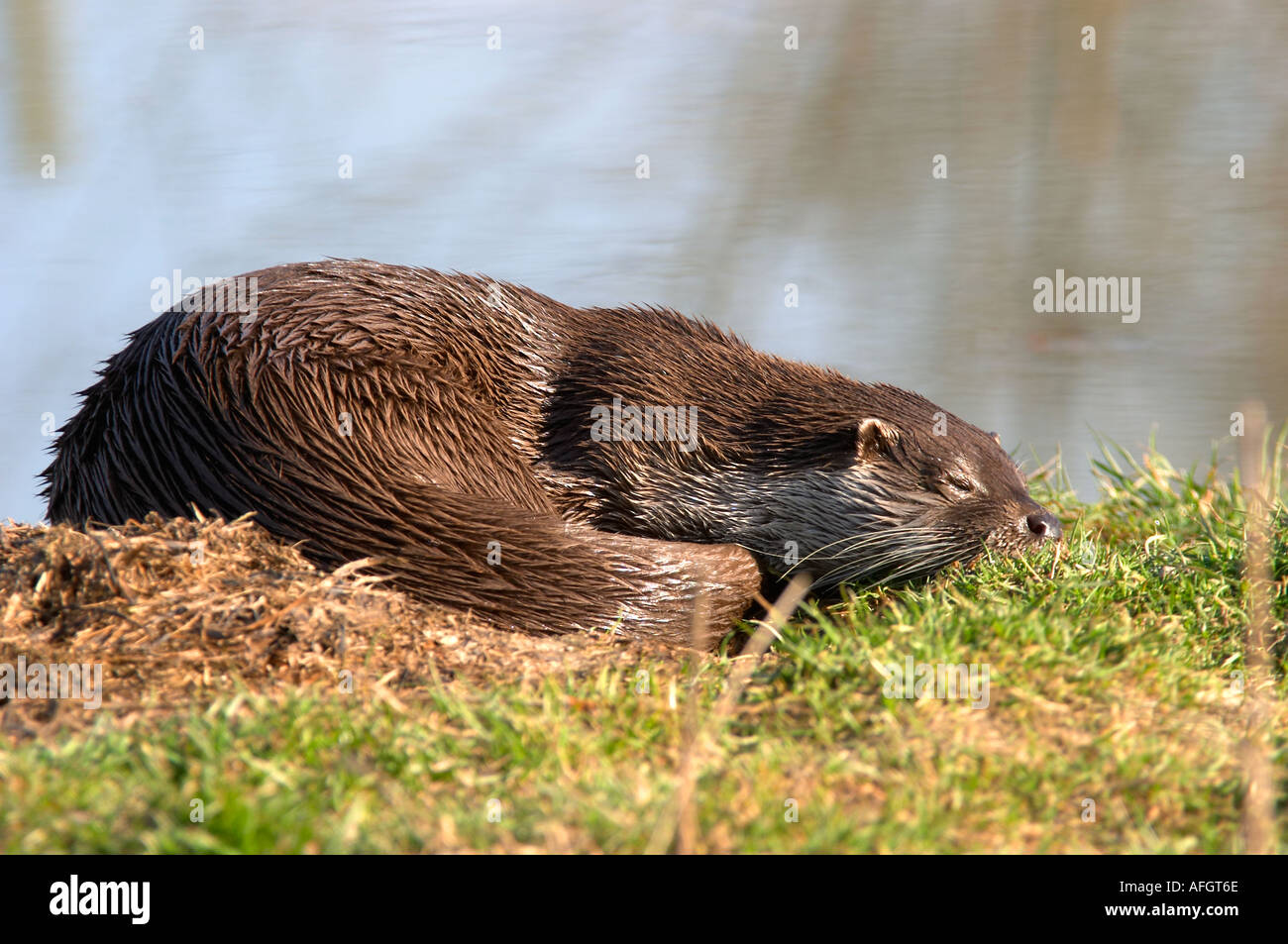 Mustelid family otter sleeping Stock Photo - Alamy