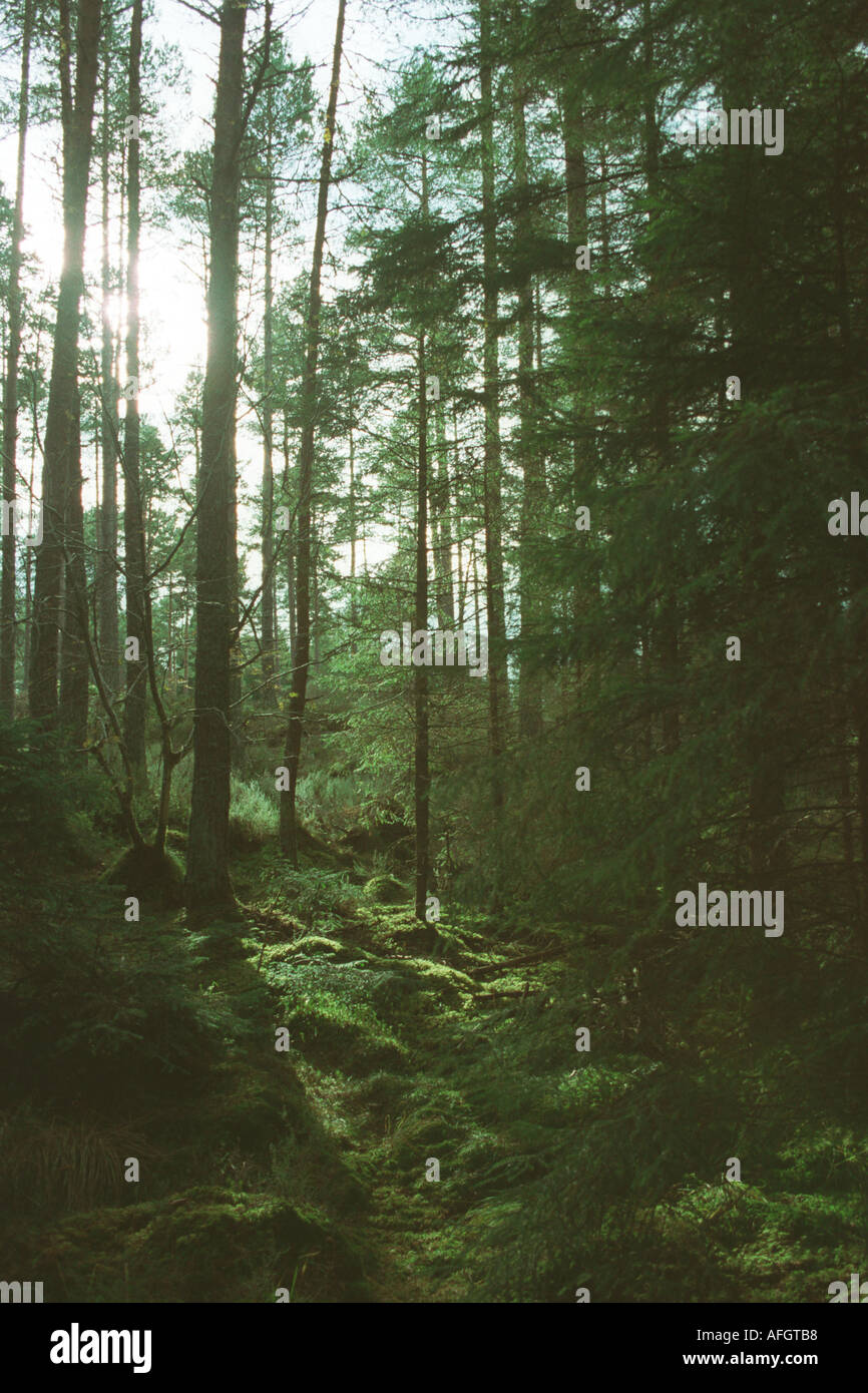 Fir trees scotland hi-res stock photography and images - Alamy