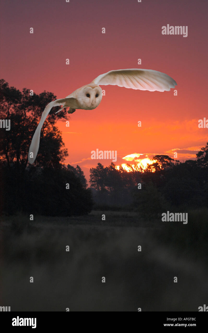 Barn Owl Tyto alba AT SUNSET Stock Photo - Alamy