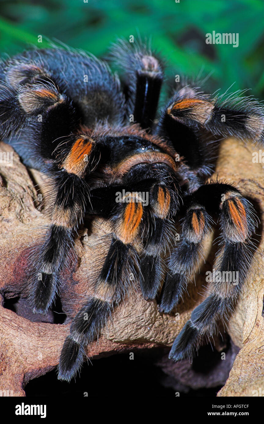 Redknee spider hi-res stock photography and images - Alamy