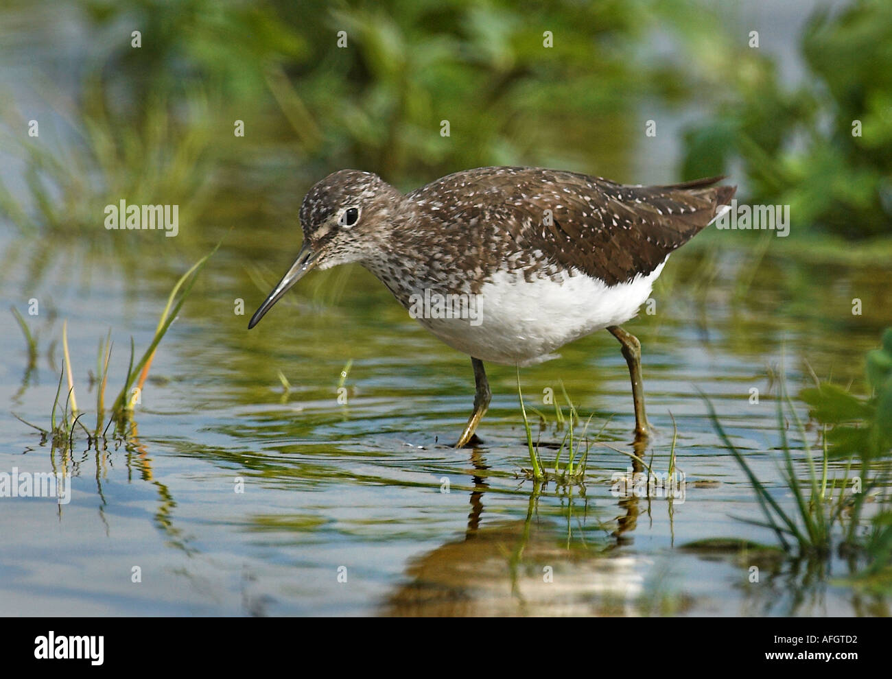 Green sandpiper sandpiper wader hi-res stock photography and images - Alamy