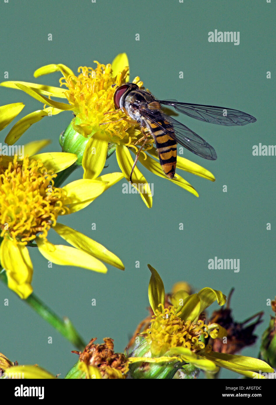 Bacchini hoverfly hi-res stock photography and images - Alamy