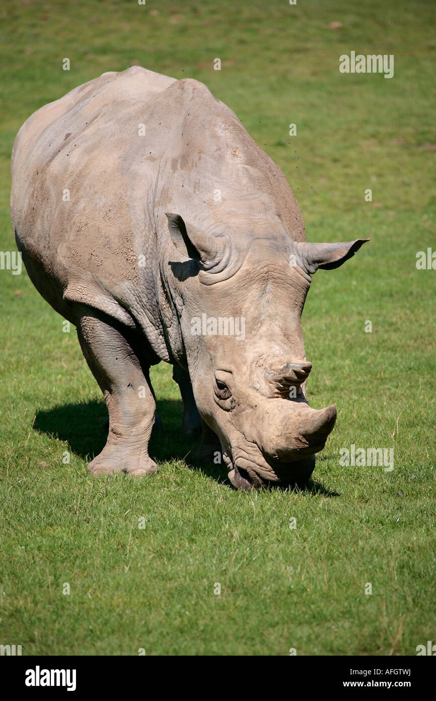 A single White Rhino grazing (captive Stock Photo - Alamy