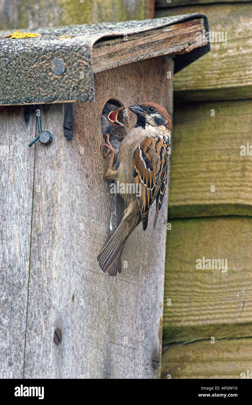 Tree Sparrow (Passer Montanus) at nest box feeding chick Stock Photo ...