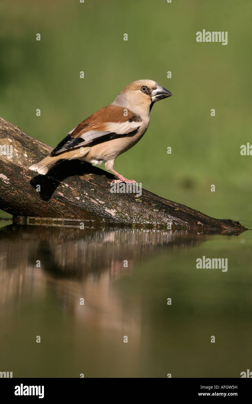 Hawfinch Coccothraustes coccothraustes Hungary Male Stock Photo - Alamy