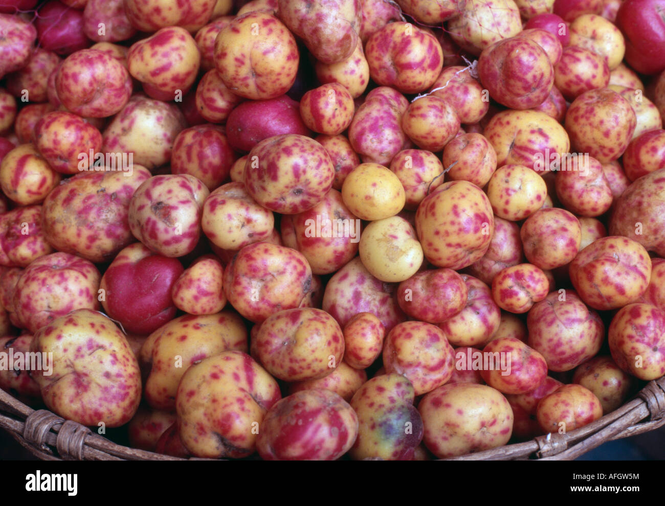 Andean potatoes - Sucre, Chuquisaca, BOLIVIA Stock Photo - Alamy